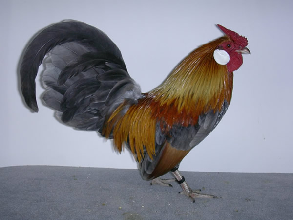 Bantam