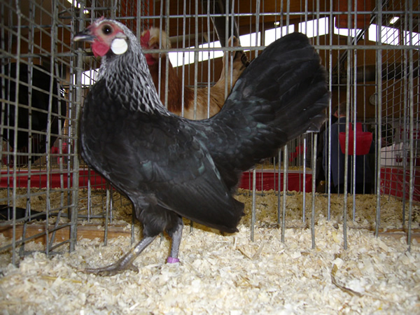 Bantam