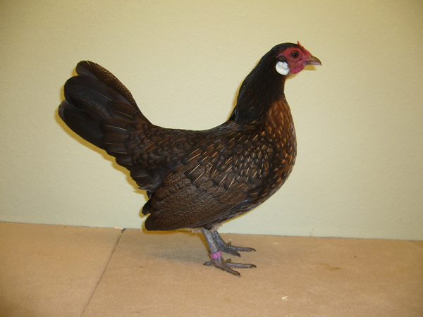 Bantam