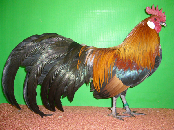 Deutsche Zwerghühner