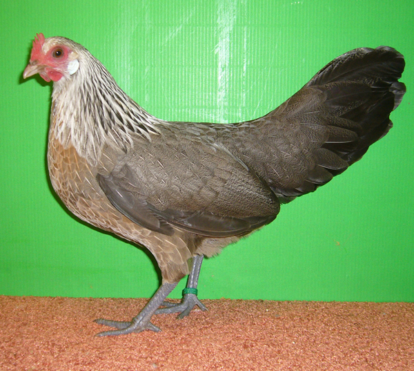 Deutsche Zwerghühner