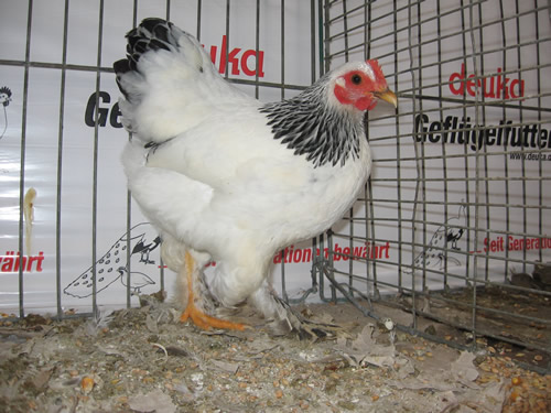 Frankfurter Zwerghühner