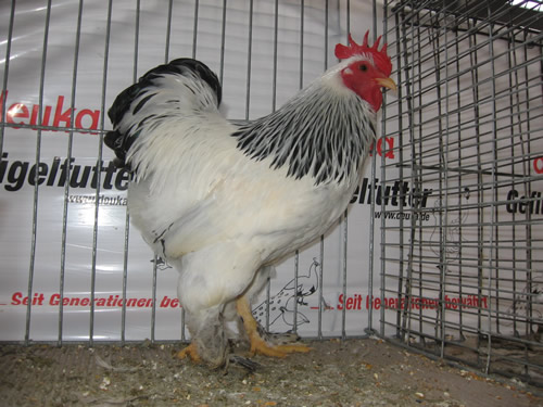 Frankfurter Zwerghühner