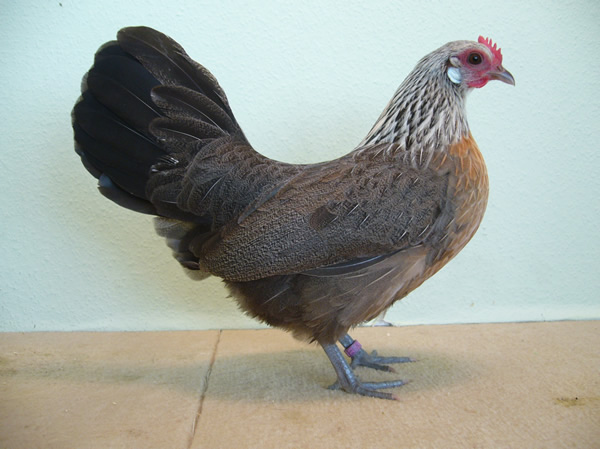 Holländer Zwerghühner