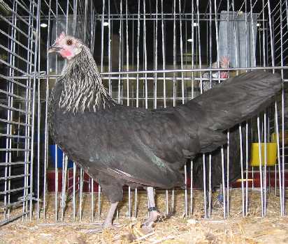 Deutsche Zwerghühner