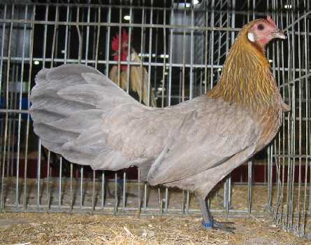 Deutsche Zwerghühner